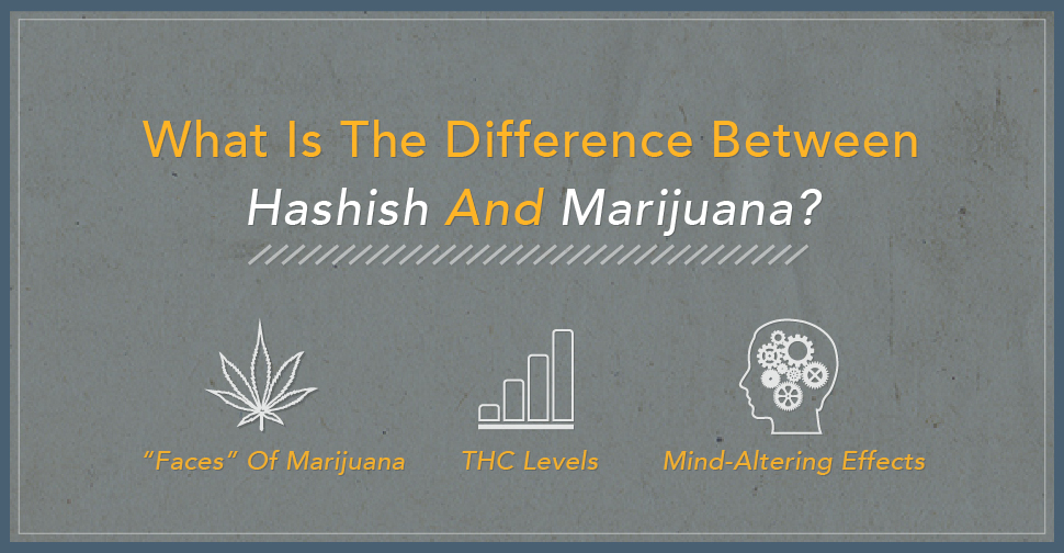 What Is The Difference Between Hashish And Marijuana?